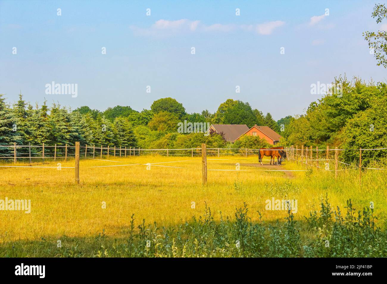 Natural beautiful panorama view with pathway and green plants trees in ...