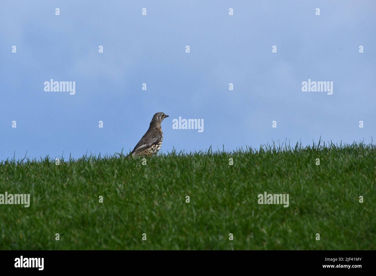 Thrush pictures hi-res stock photography and images - Alamy
