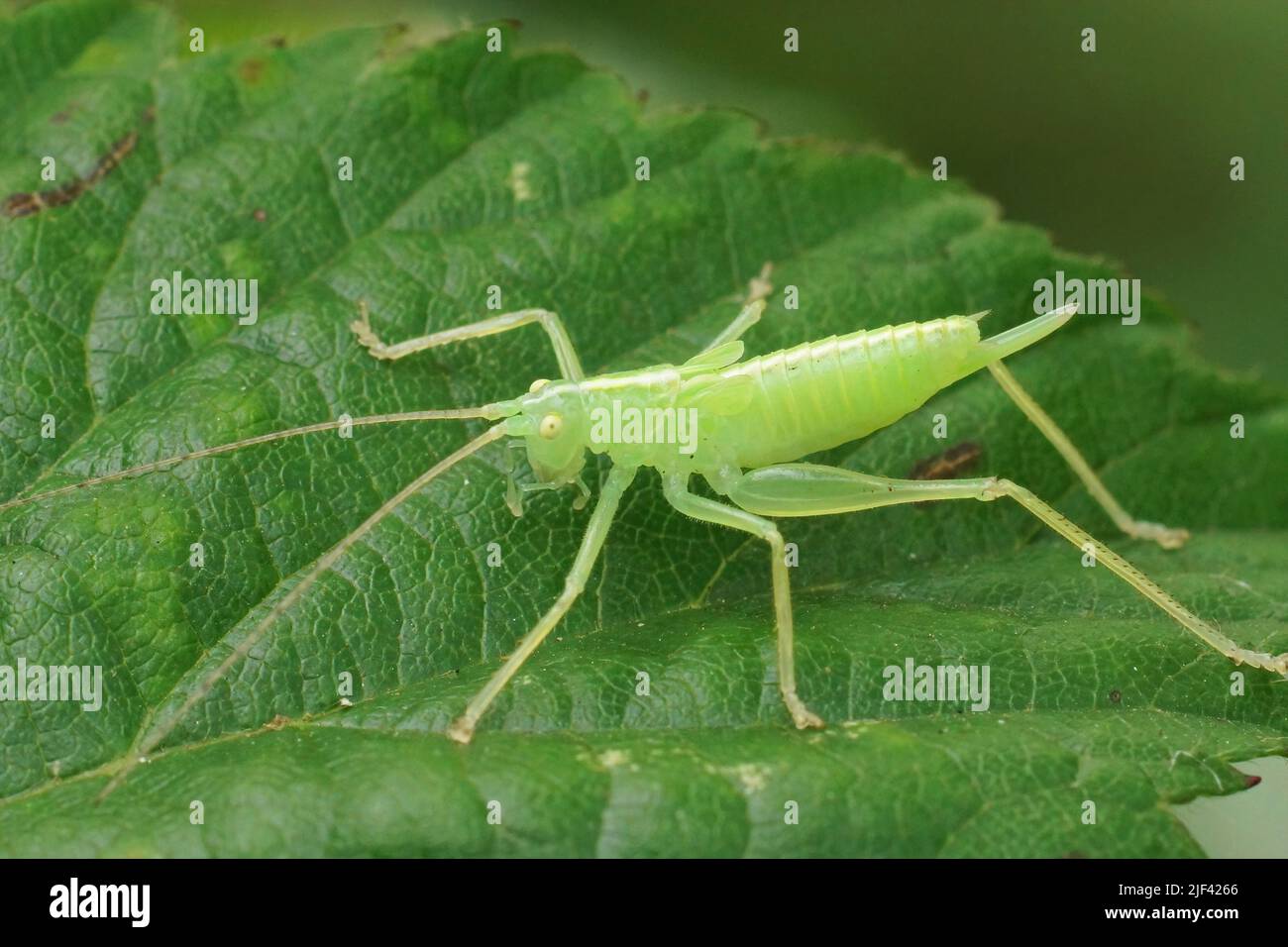Closeup on the fragile looking pale green nymph of the oak bush-cricket ...
