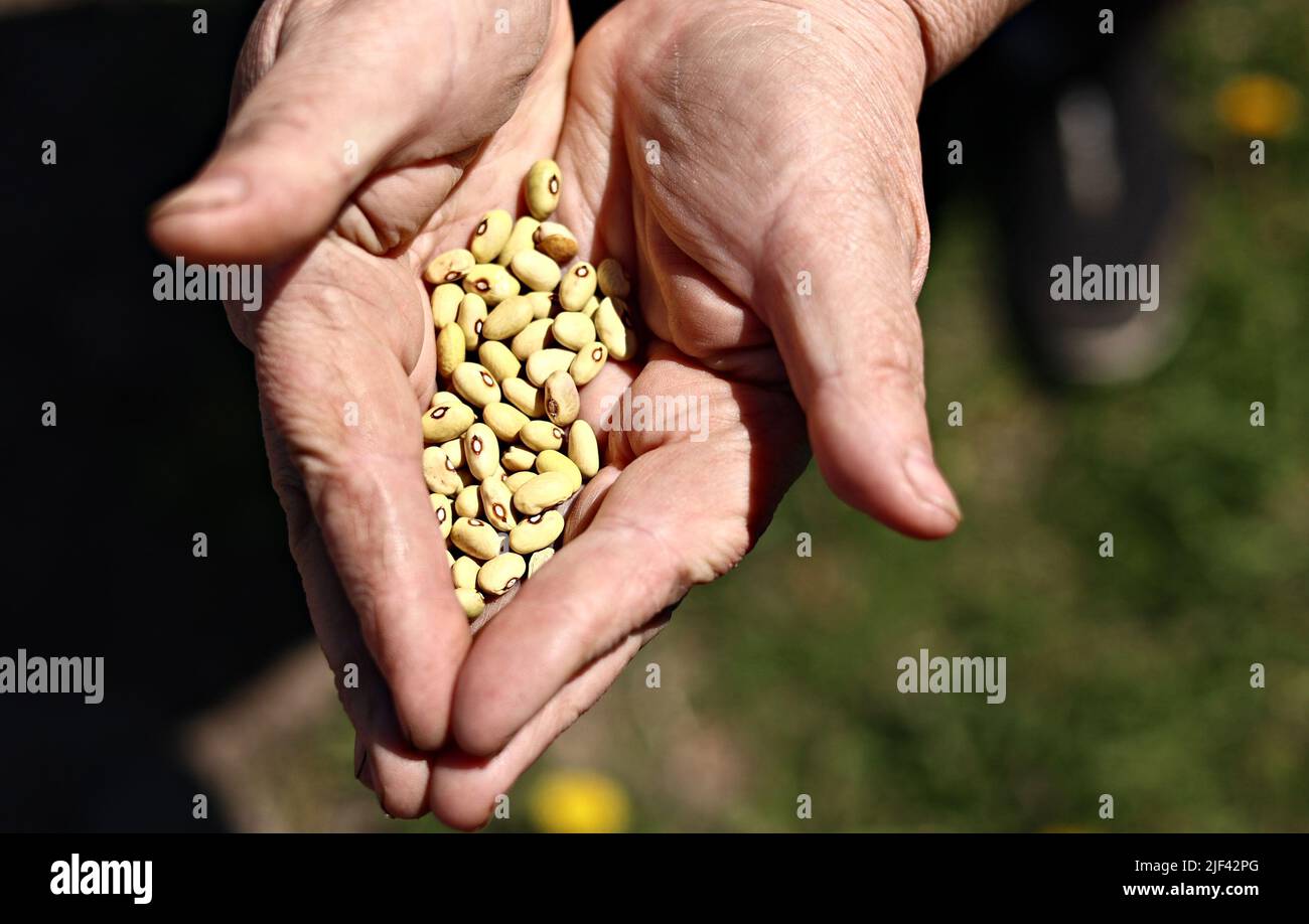 Female hand holding and dropping down grains of kidney beans. Organic ...