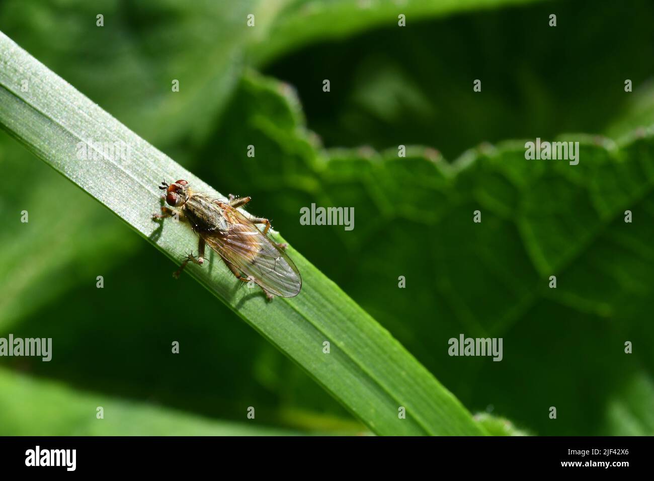 Grass pest hi-res stock photography and images - Alamy