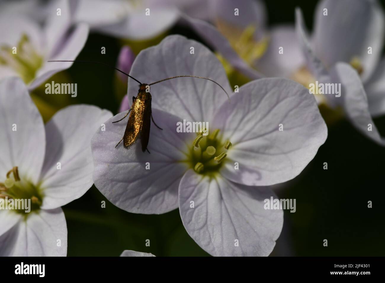 Close up images of insects hi-res stock photography and images - Alamy