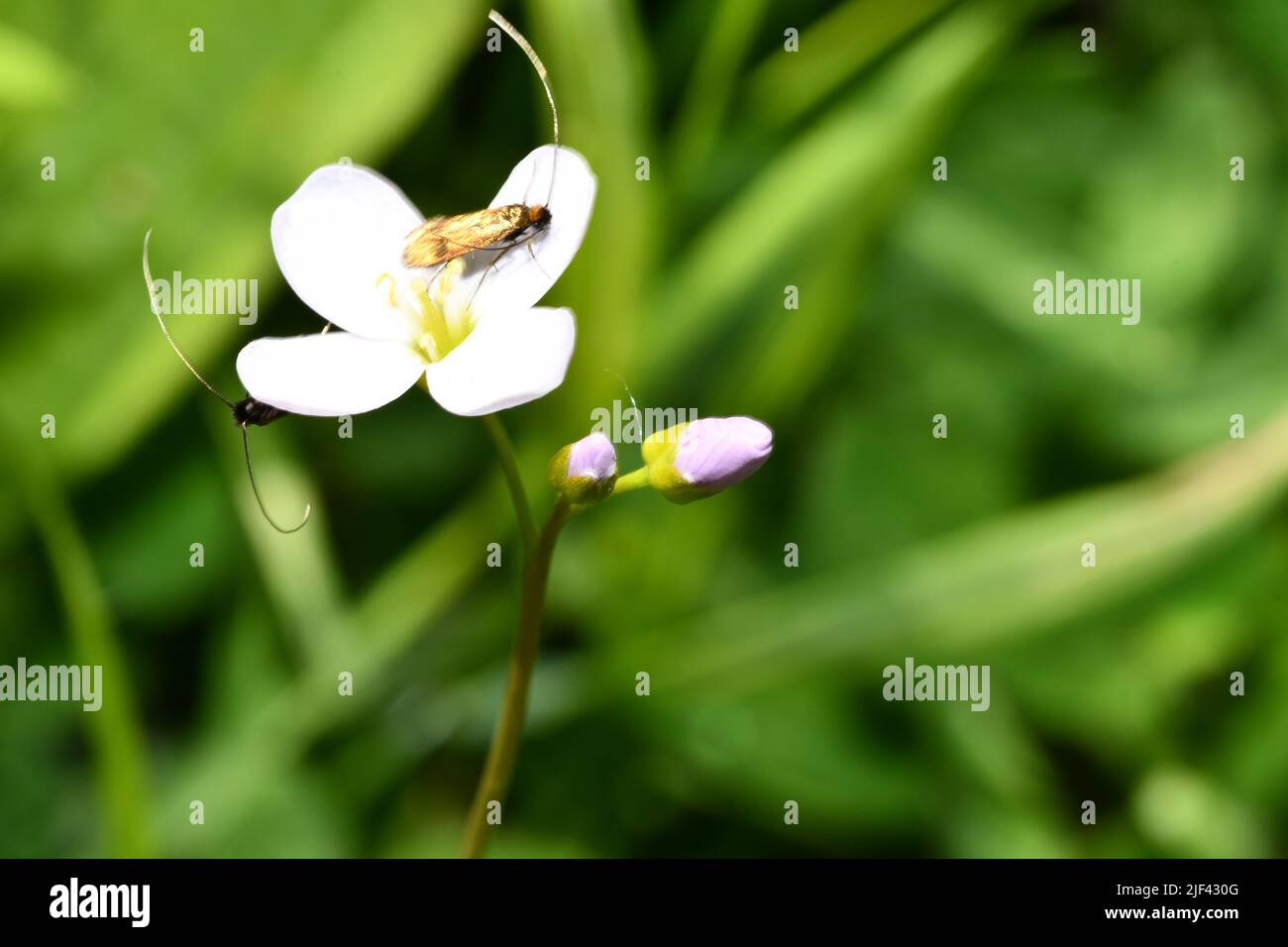 Close up images of insects hi-res stock photography and images - Alamy