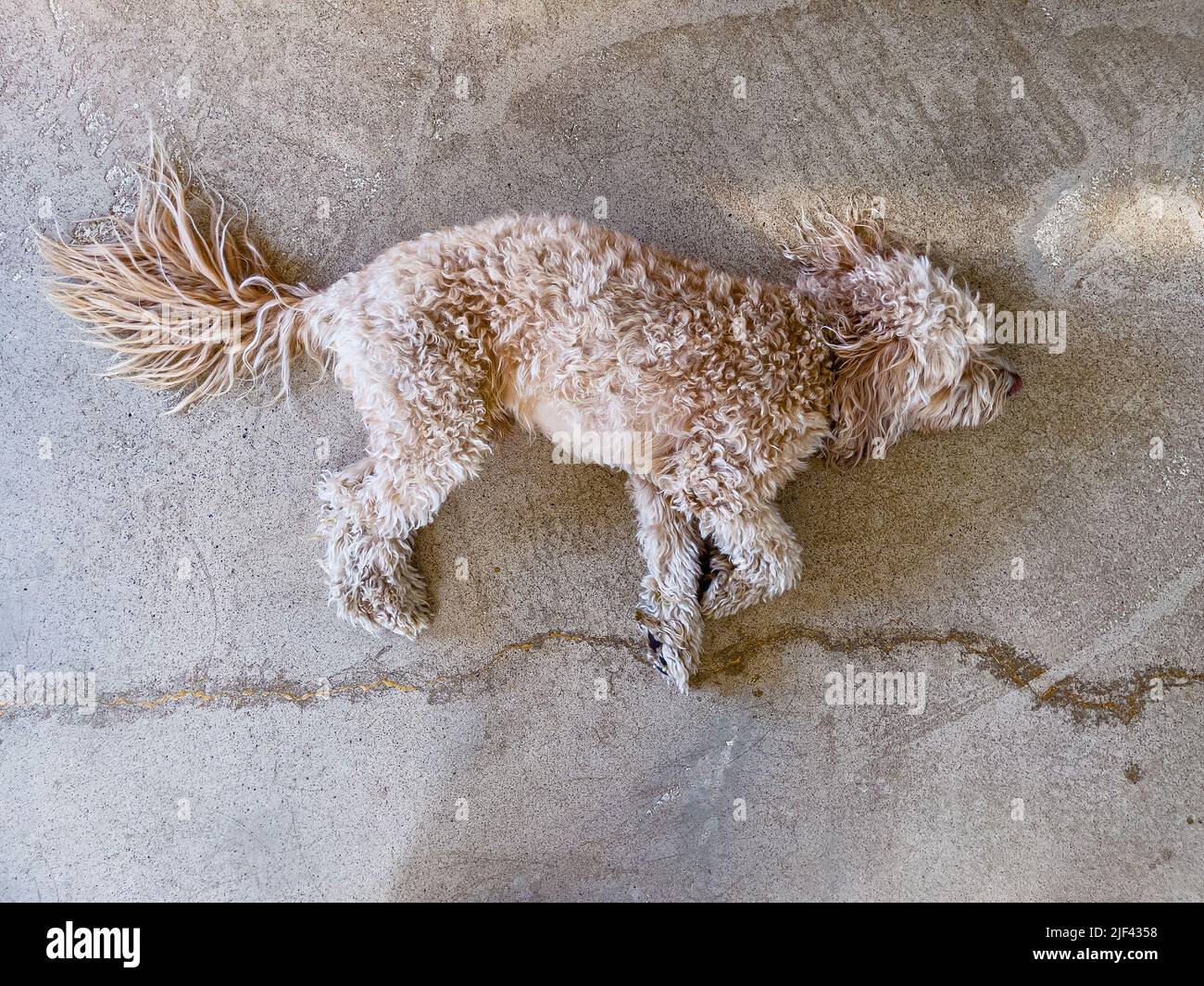 Cockapoo side view hi-res stock photography and images - Alamy