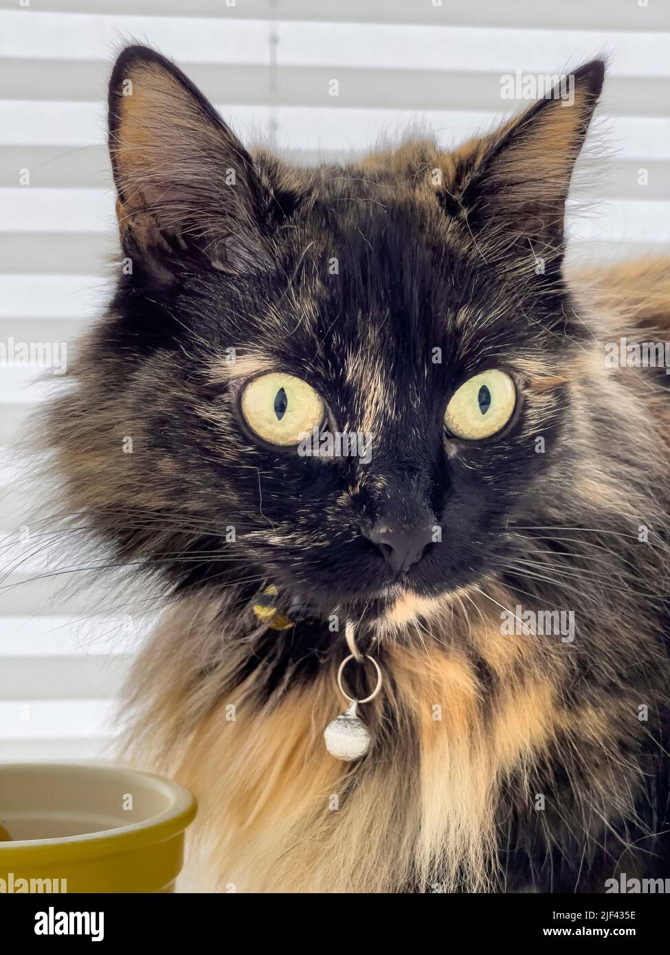 Head and shoulder shot of a long-haired Tortoiseshell cat looking out ...