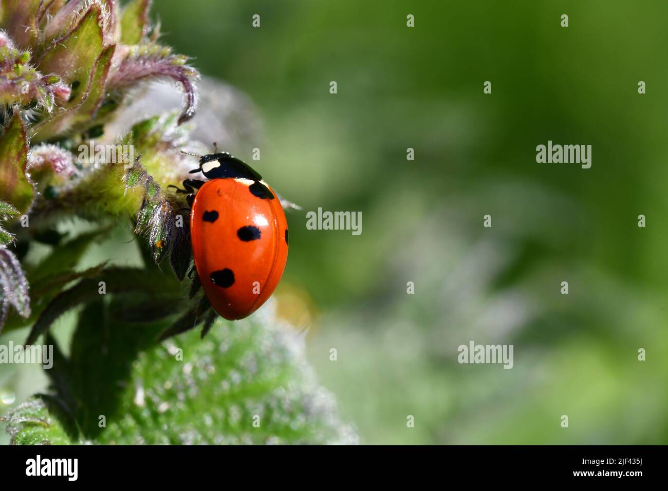Lady cow insect hi-res stock photography and images - Alamy