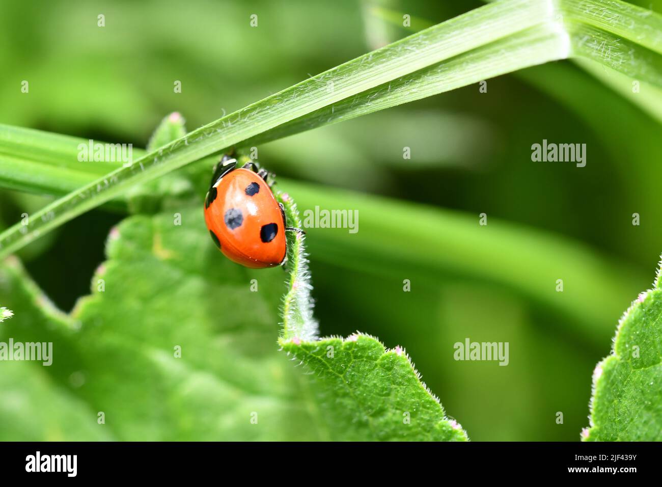 Lady cow insect hi-res stock photography and images - Alamy