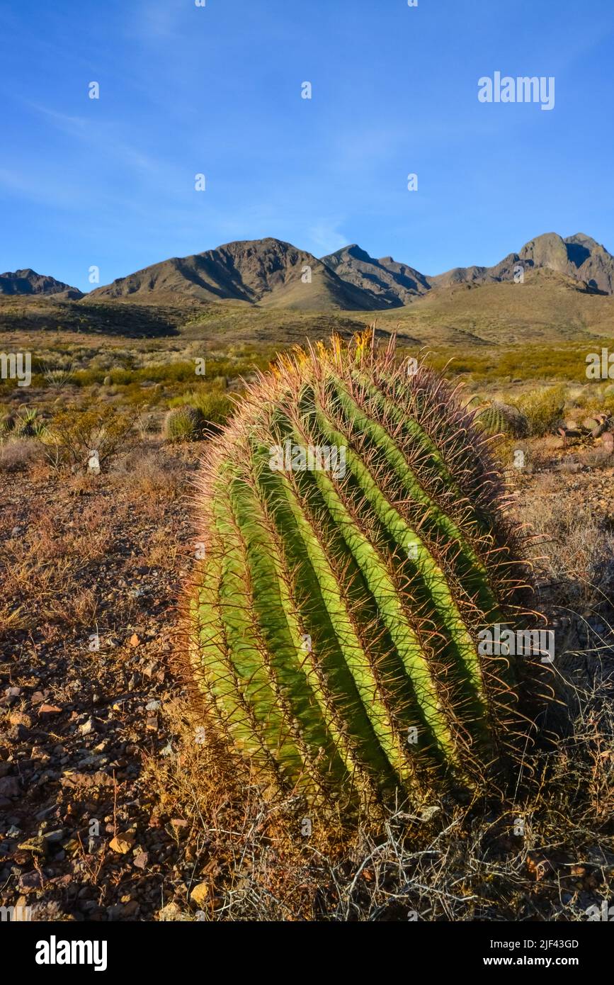 Desert landscape with large plants cactus Ferocactus sp. Organ ...