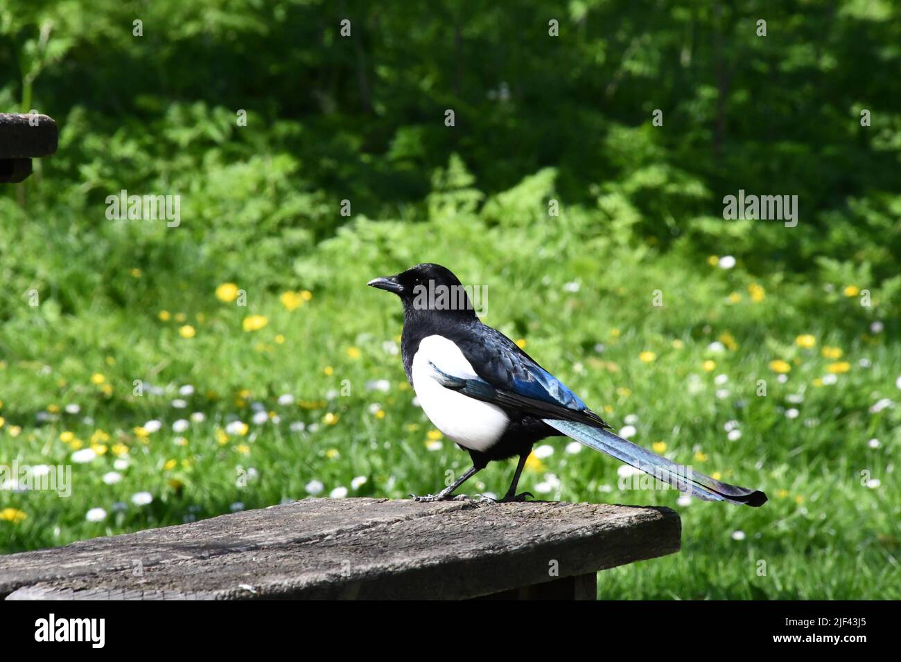 Bird images hi-res stock photography and images - Alamy
