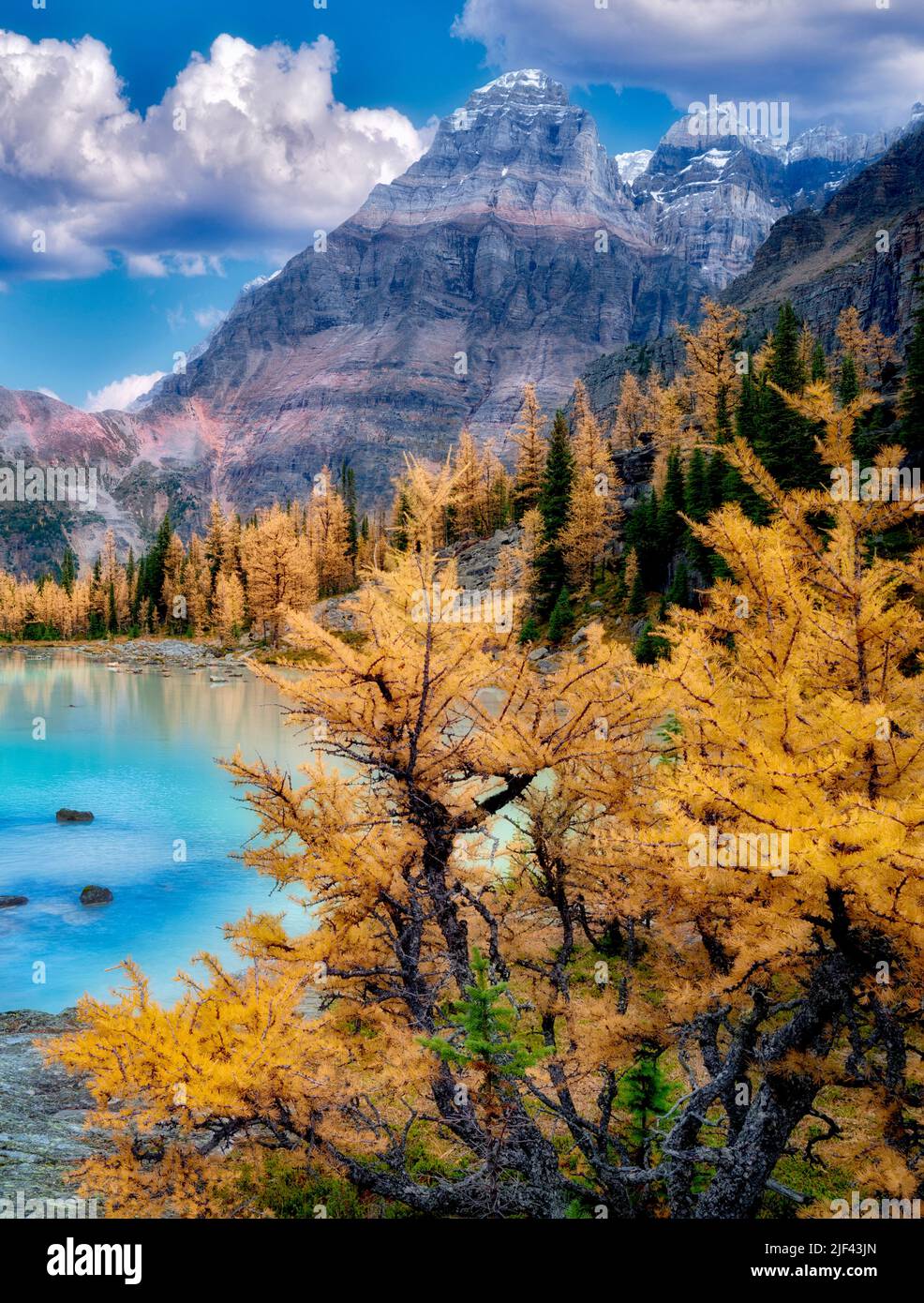 Mt Huber and fall colored larch. Opabin Plateau of British Columbia's ...