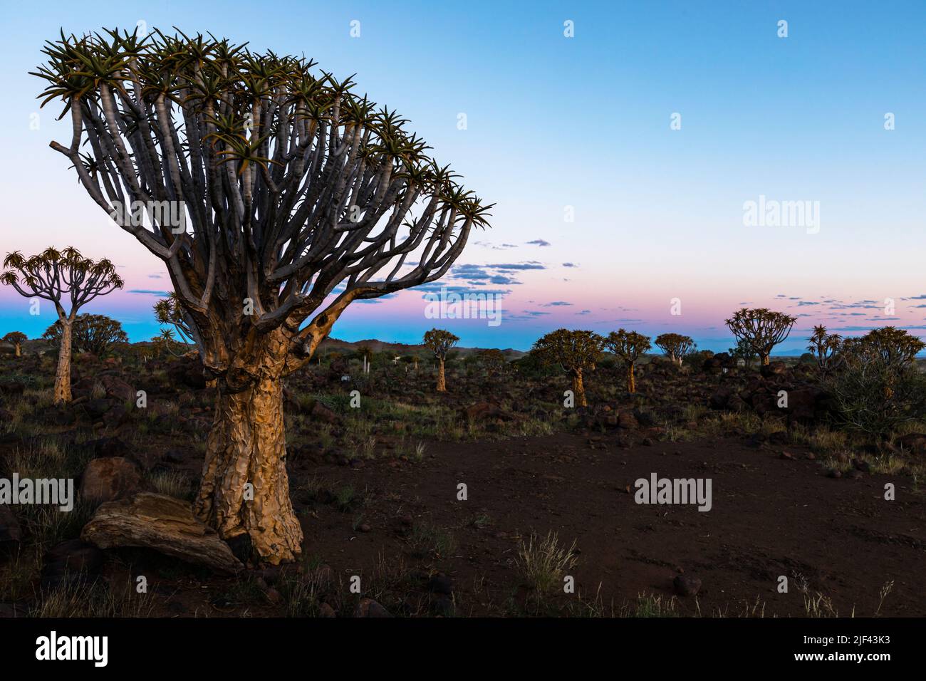 Large quiver tree in Quiver Tree forest after sunset Keetmanshoop ...