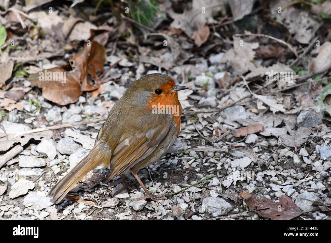 Fauna robin fauna hi-res stock photography and images - Alamy
