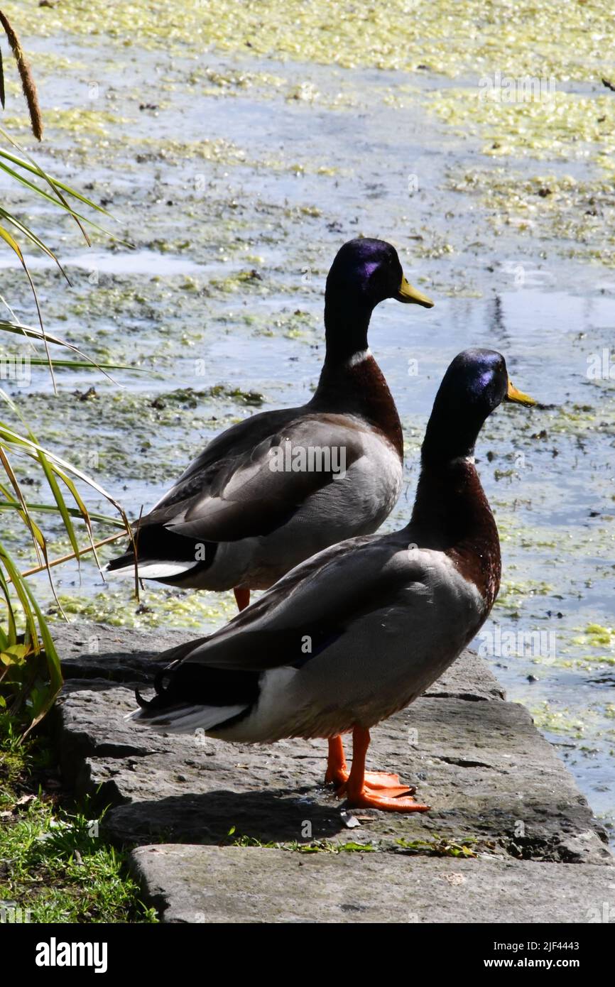 Cute duck pictures hi-res stock photography and images - Alamy