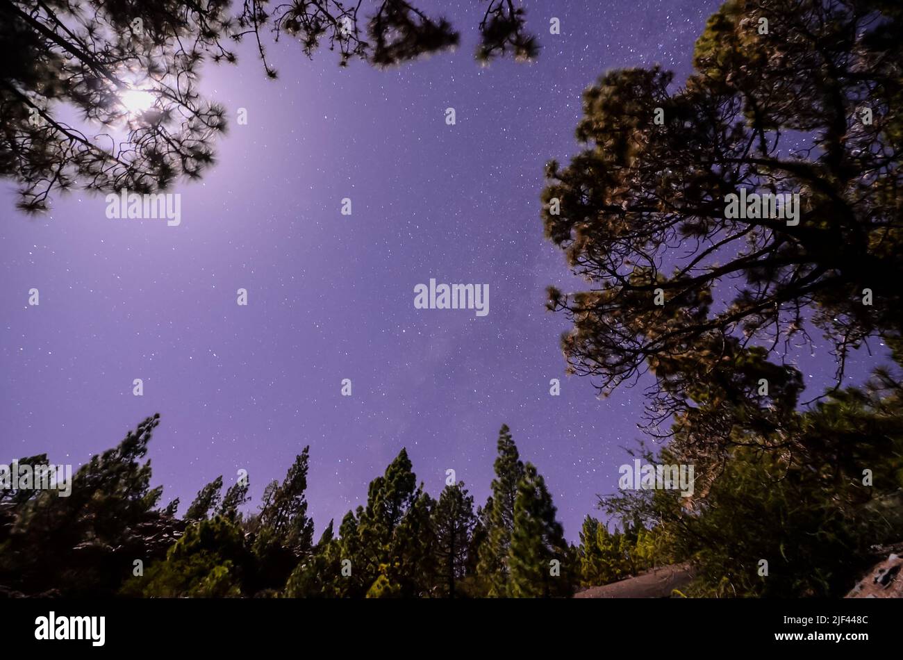 Stars in the Sky at Night over the Trees of a Pine Forest Stock Photo ...