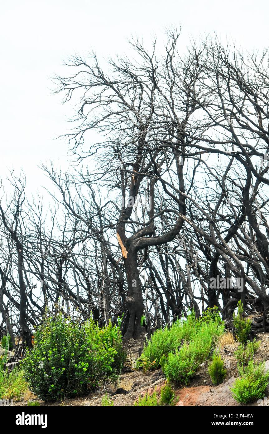 Hot fire smoke burn effects hi-res stock photography and images - Alamy