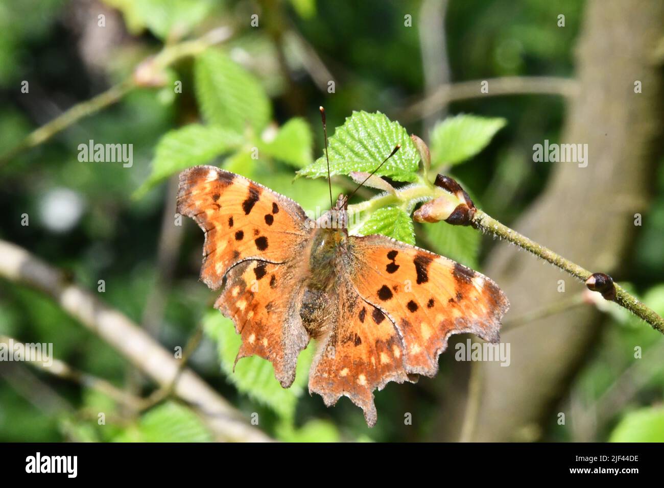 Close up captures of butterflies hi-res stock photography and images ...
