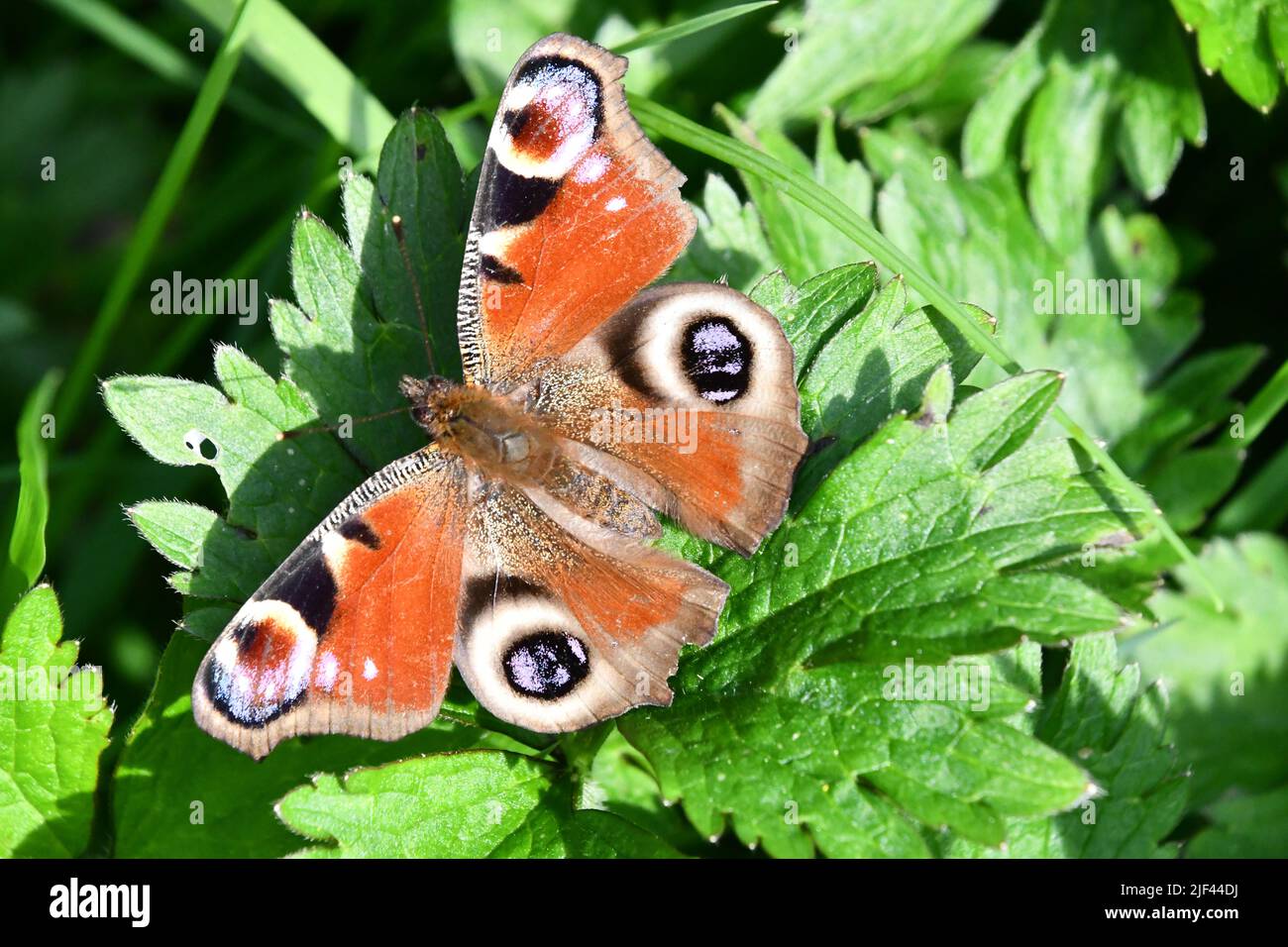 Butterfly pic hi-res stock photography and images - Alamy