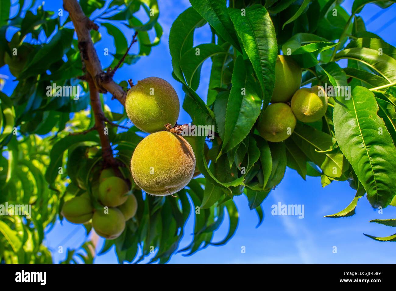 Peach tree with ripe fruits on the branches Stock Photo - Alamy