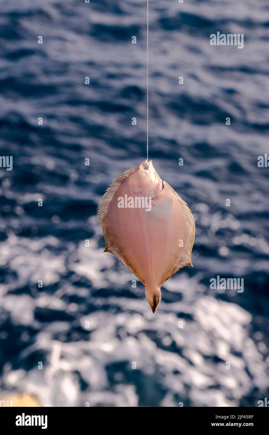 Whole lemon sole hi-res stock photography and images - Alamy