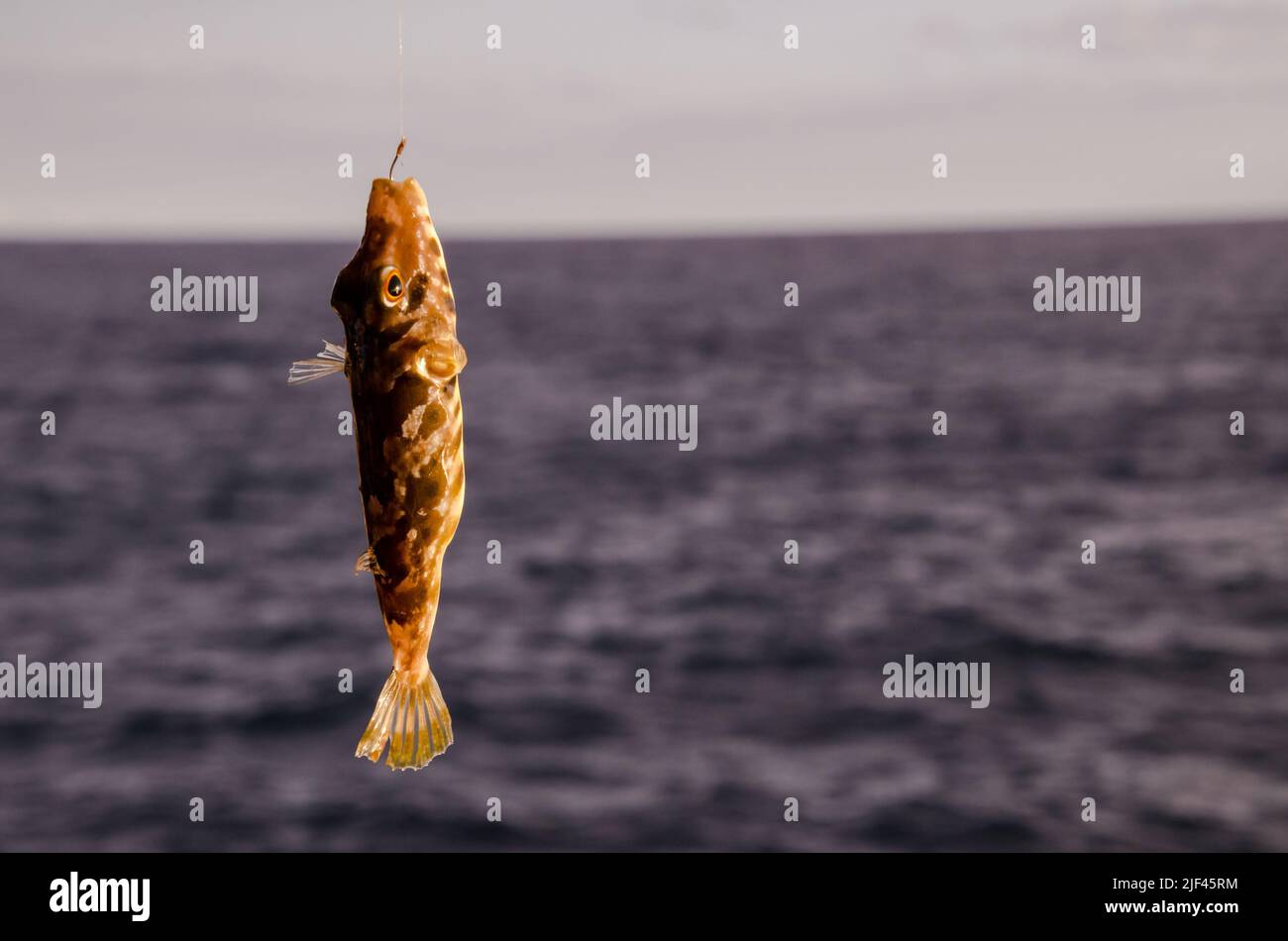 One Sea Fish Hooked over the Blue Atlantic Ocean Stock Photo - Alamy