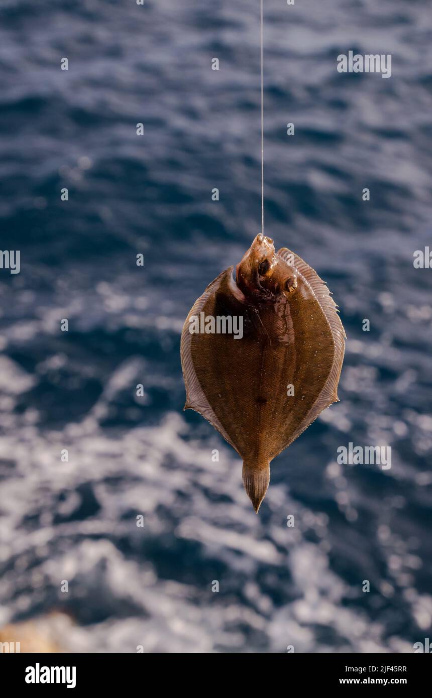Whole Single Fresh Sole Fish Near The Ocean Stock Photo - Alamy