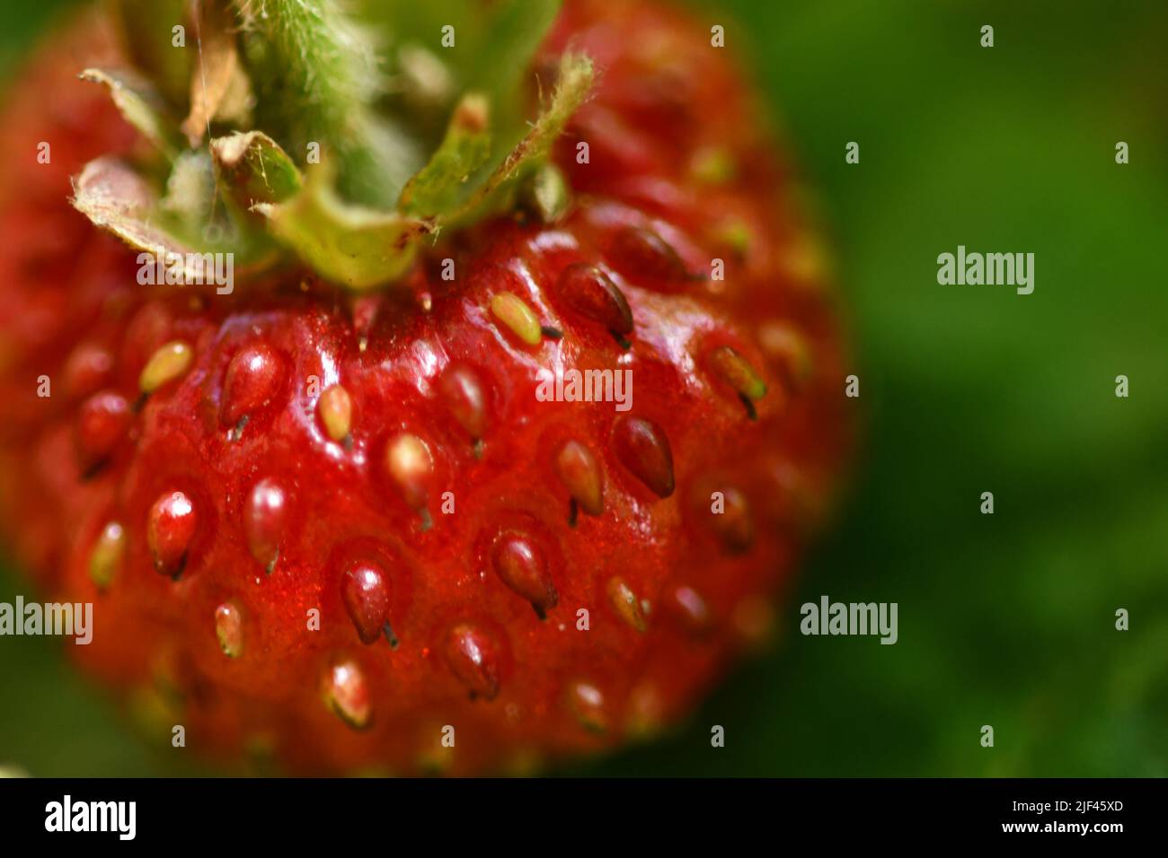 Wild strawberry, macro Stock Photo - Alamy
