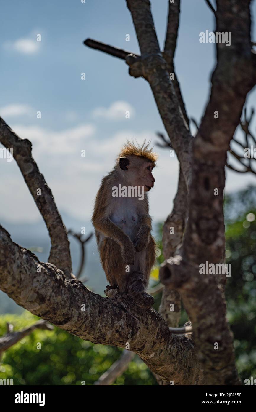 Young macaque monkey on the tree, Dambula, Sri Lanka Stock Photo - Alamy