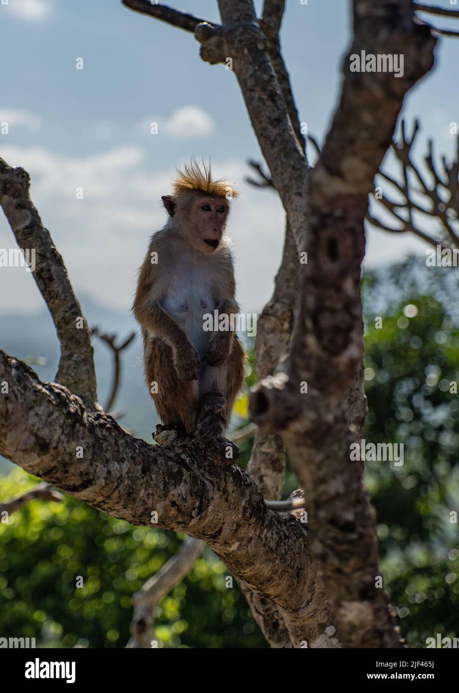 Young macaque monkey on the tree, Dambula, Sri Lanka Stock Photo - Alamy