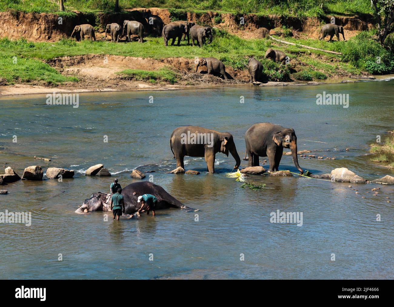 Elephants bath in Ma Oya river, Pinnawala, Sri Lanka Stock Photo - Alamy