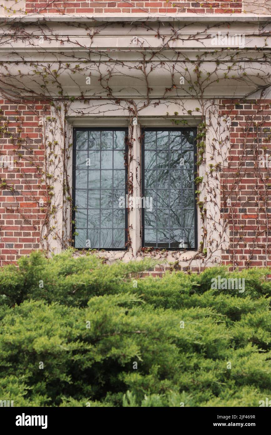 A double window on a stone and brick wall with a bush Stock Photo - Alamy