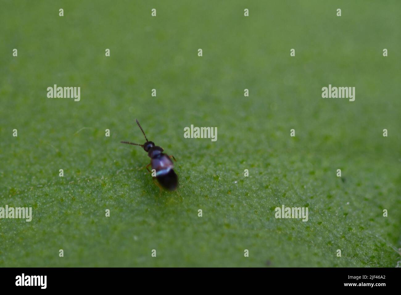 Photography of insects hi-res stock photography and images - Alamy