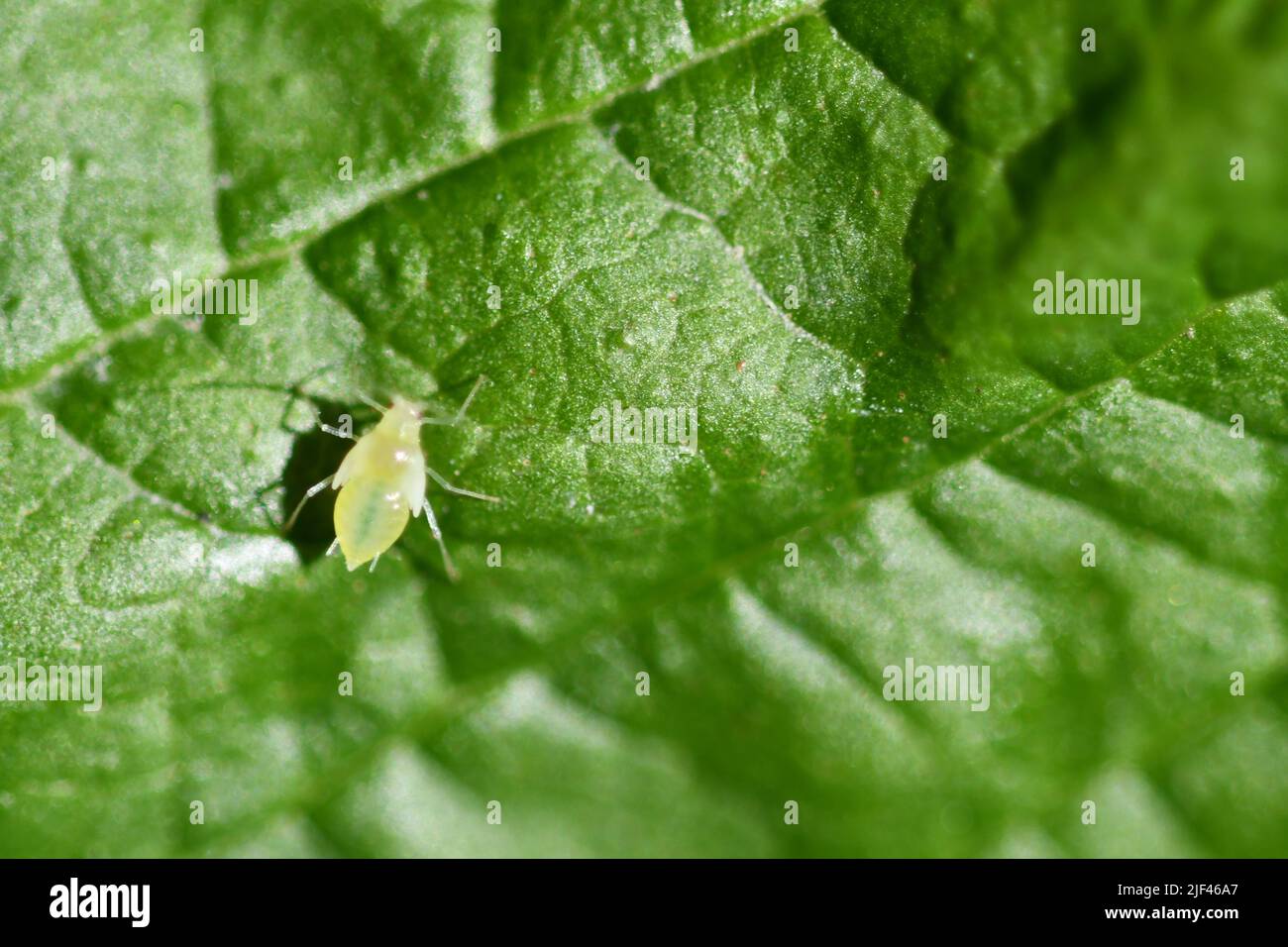 Pic of insects hi-res stock photography and images - Alamy