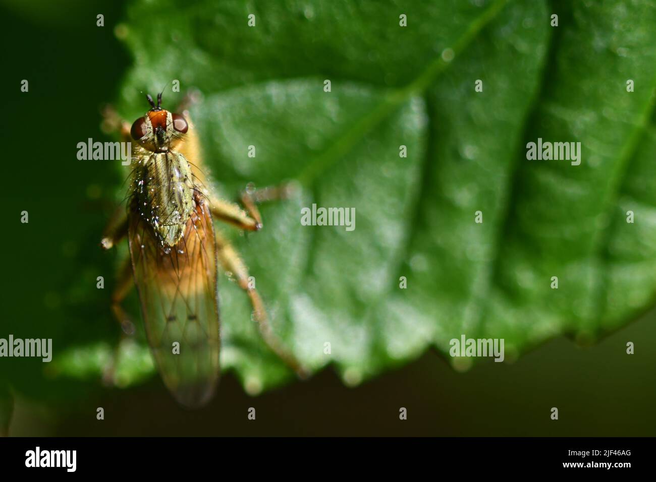 Pic of insects hi-res stock photography and images - Alamy