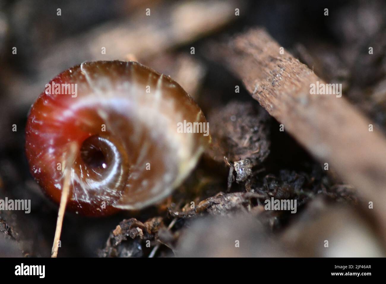 Macro snail photography hi-res stock photography and images - Alamy