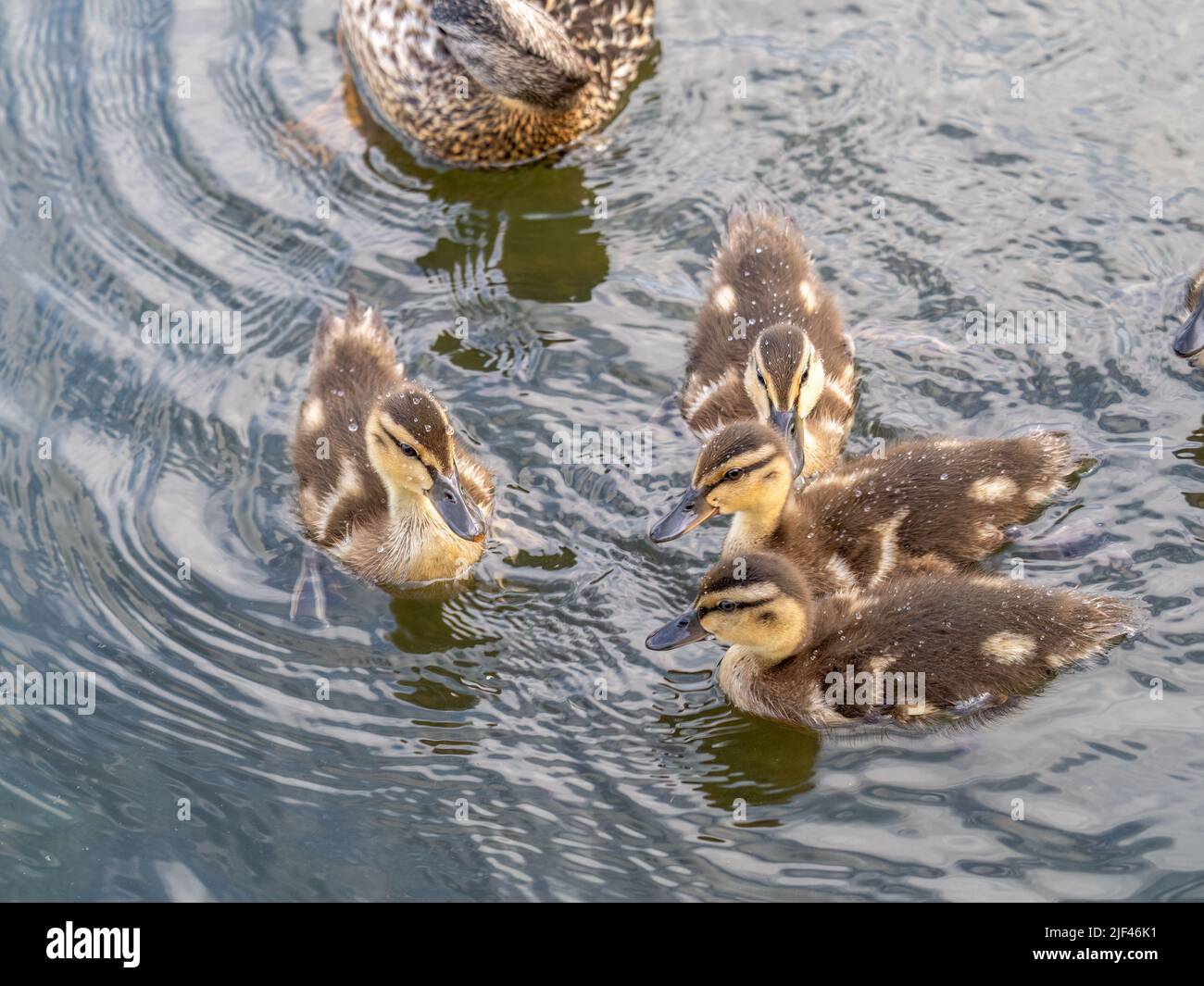 Cute little duckling swimming alone in a lake or river with calm water ...