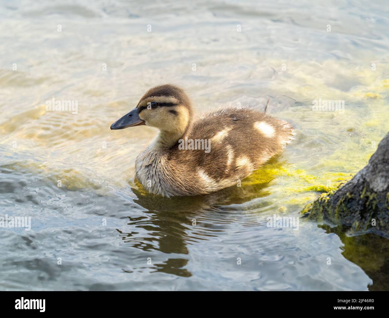 Cute little duckling swimming alone in a lake or river with calm water ...