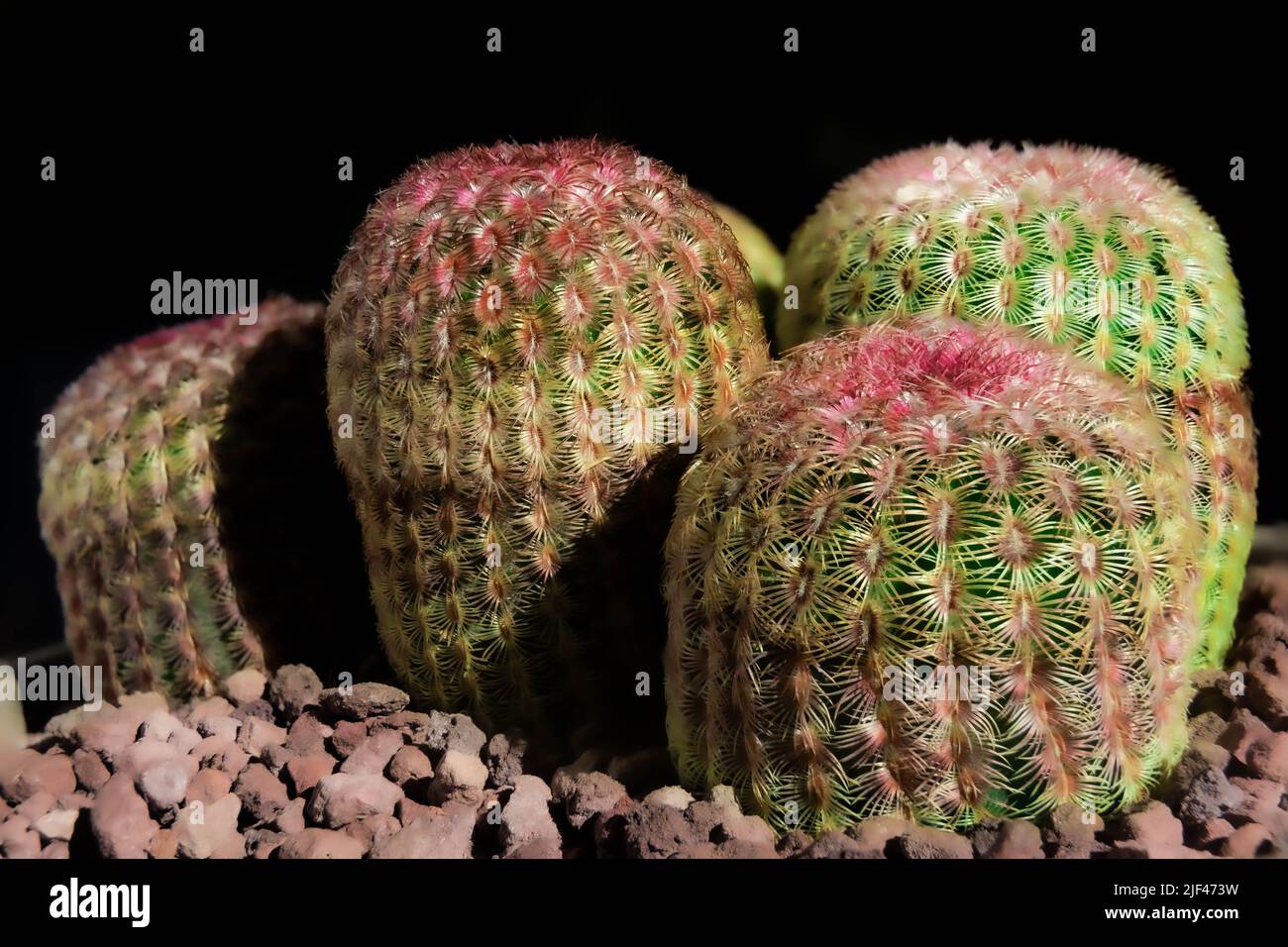 A macro shot of group of Rainbow hedgehog cactus (Echinocereus ...