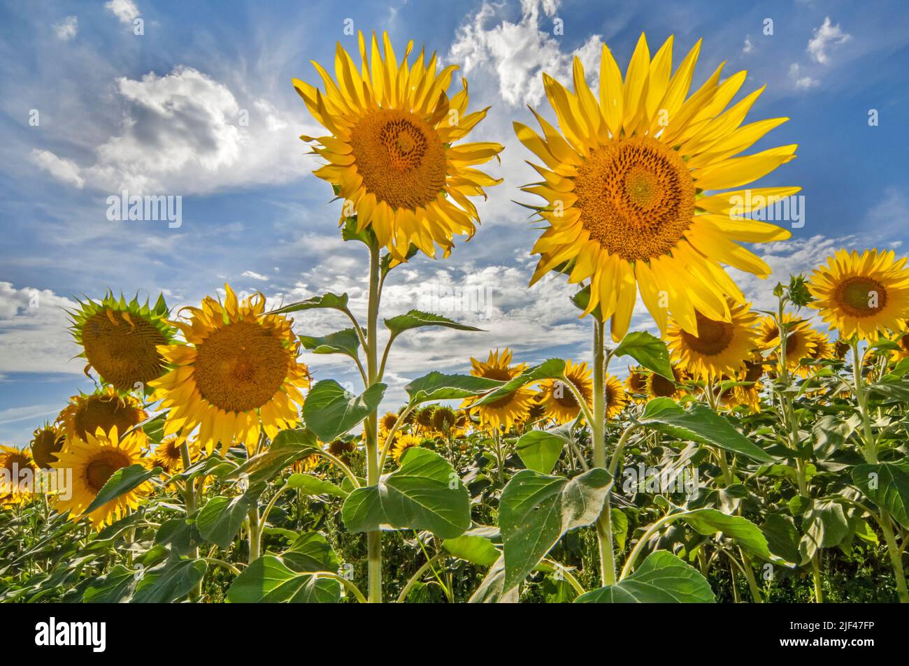Field with flowering common sunflowers (Helianthus annuus) showing ...