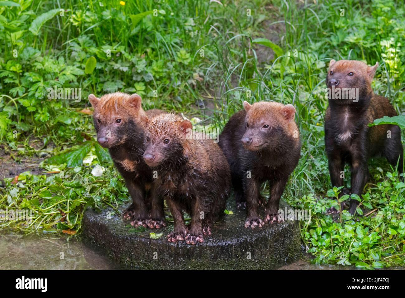 Bush dog (Speothos venaticus) four pups / juveniles on riverbank ...