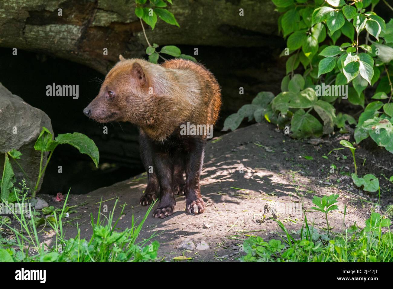 Bush dog (Speothos venaticus) at entrance of den / burrow, canid native ...