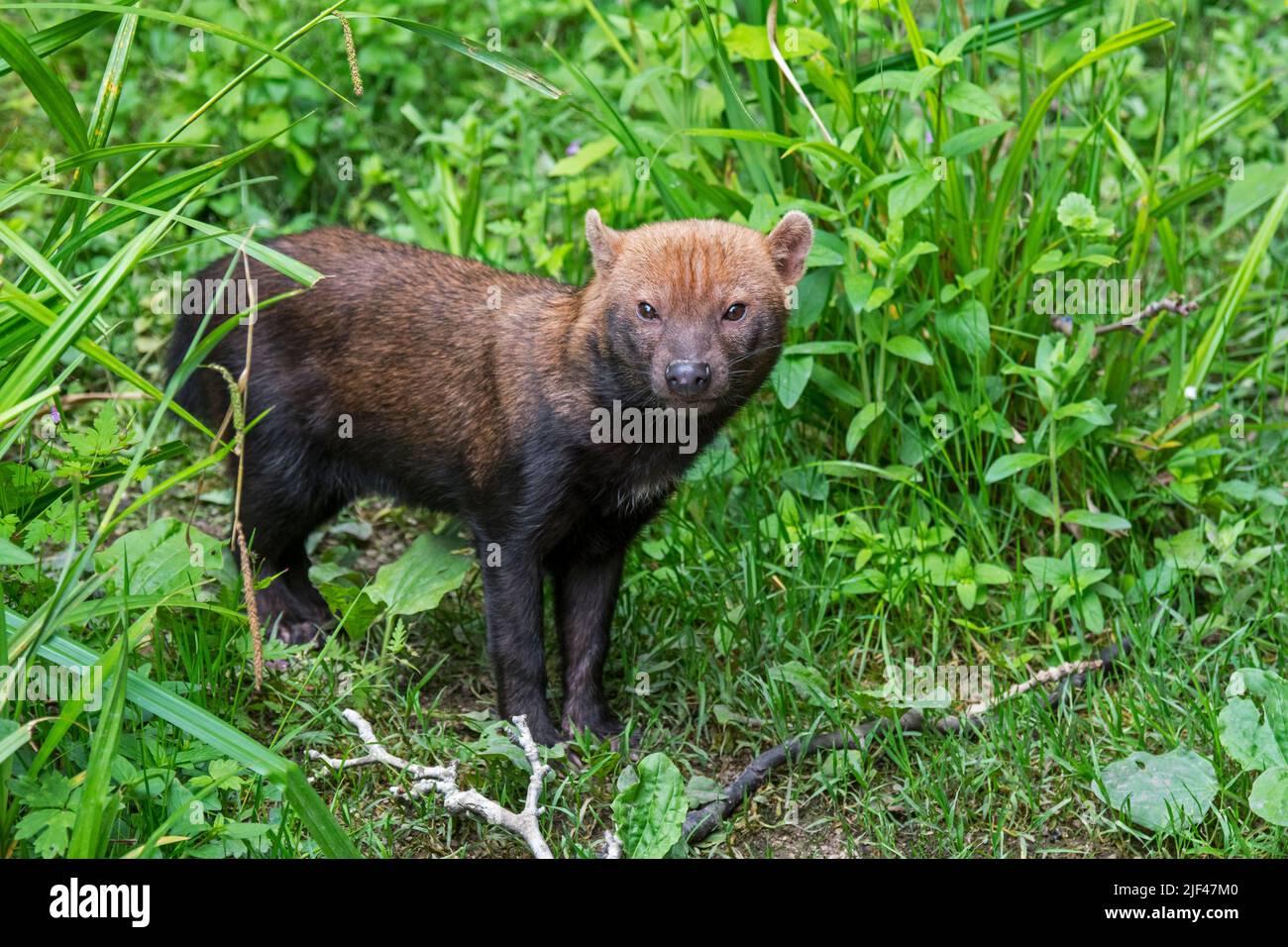 Bush dog (Speothos venaticus) canid native to Central and South America ...