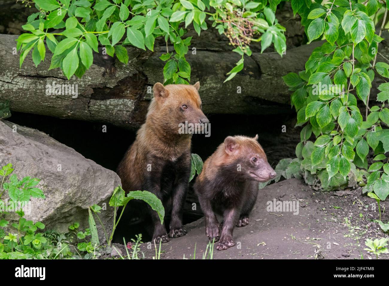 Bush dog (Speothos venaticus) adult with juvenile at entrance of den ...