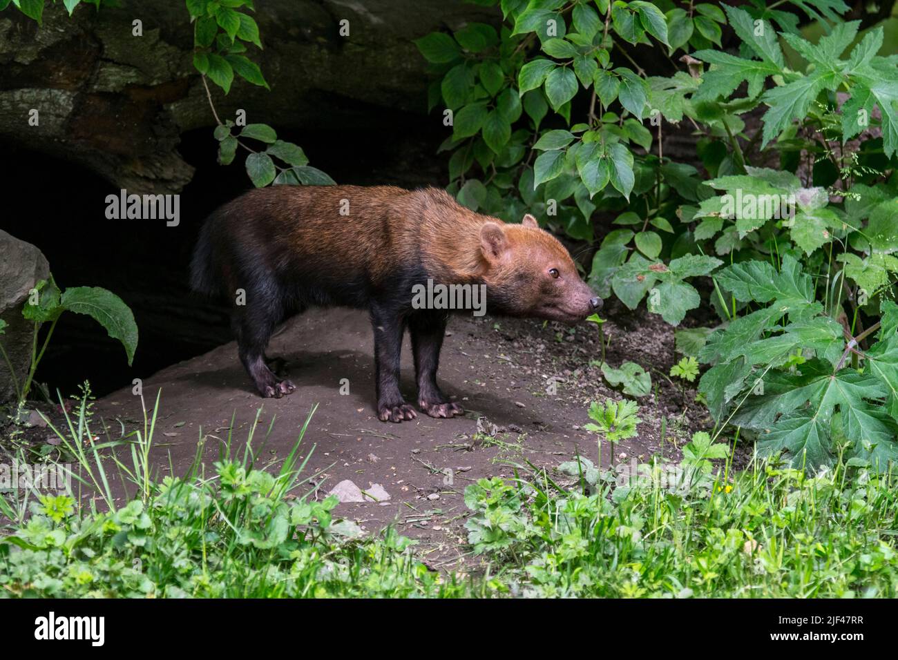 Bush dog (Speothos venaticus) at entrance of den, canid native to ...
