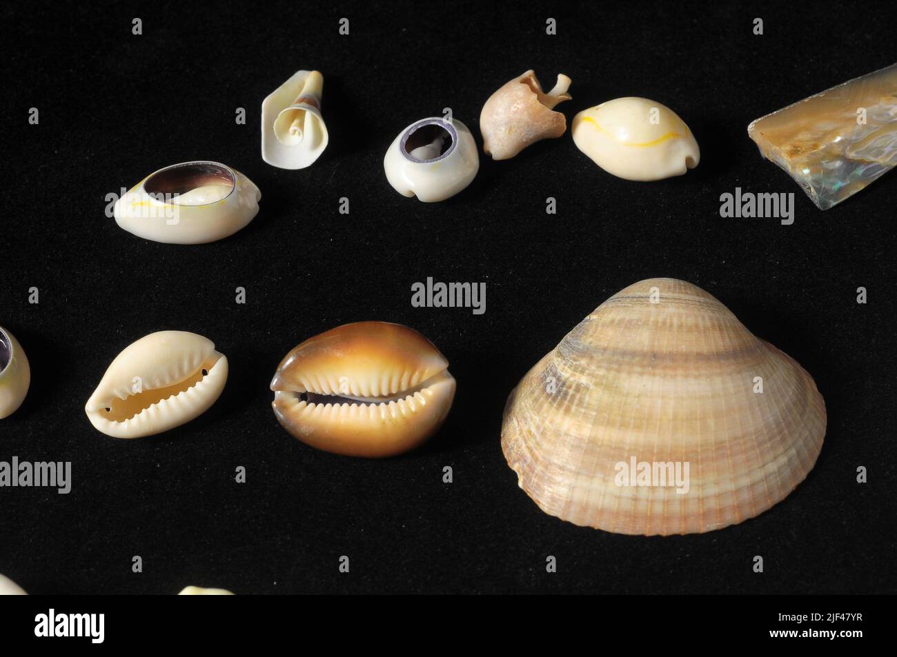 Textured Limestone Sea Shells on a Black Background Stock Photo - Alamy