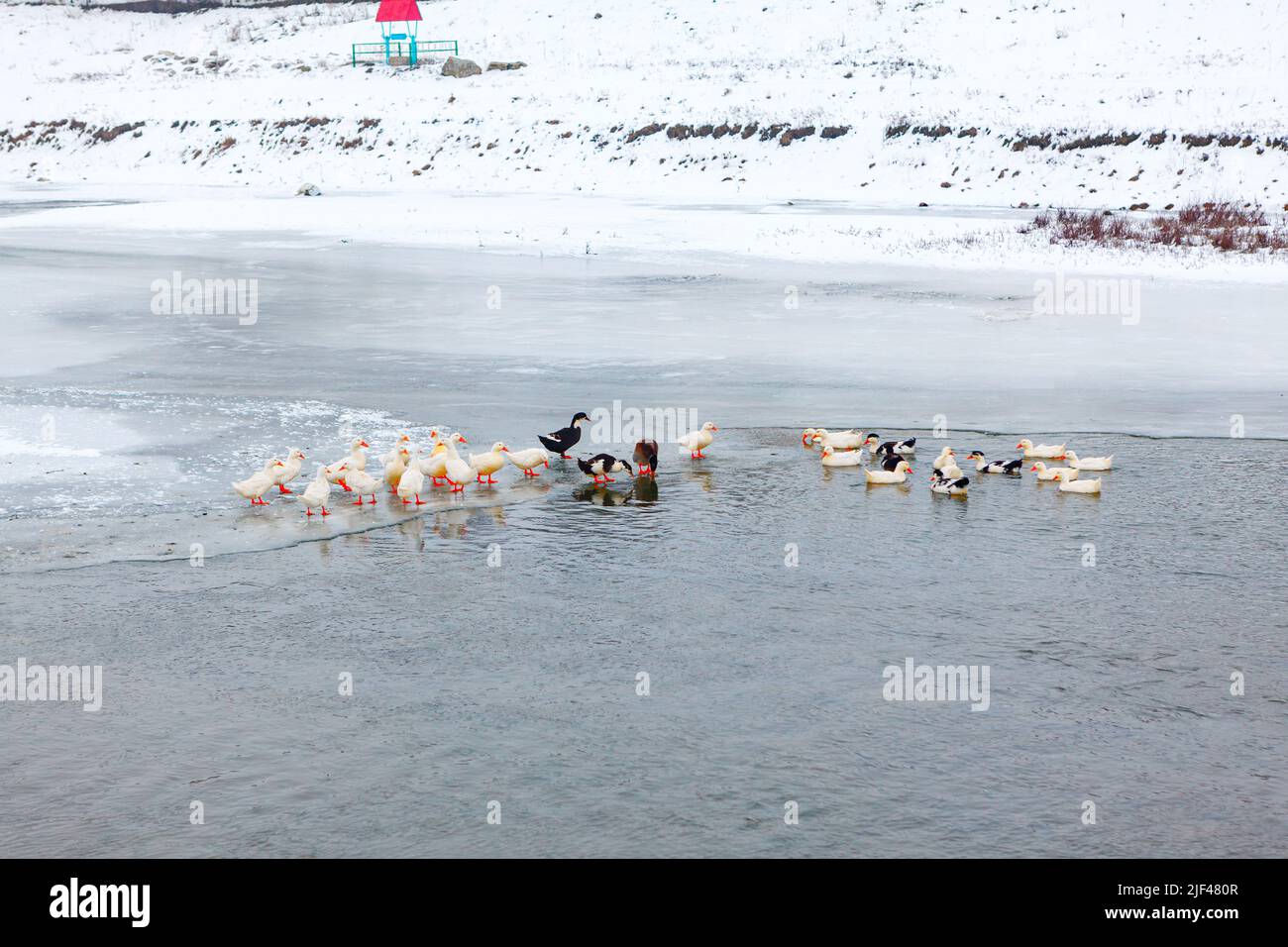 Colt geese hi-res stock photography and images - Alamy