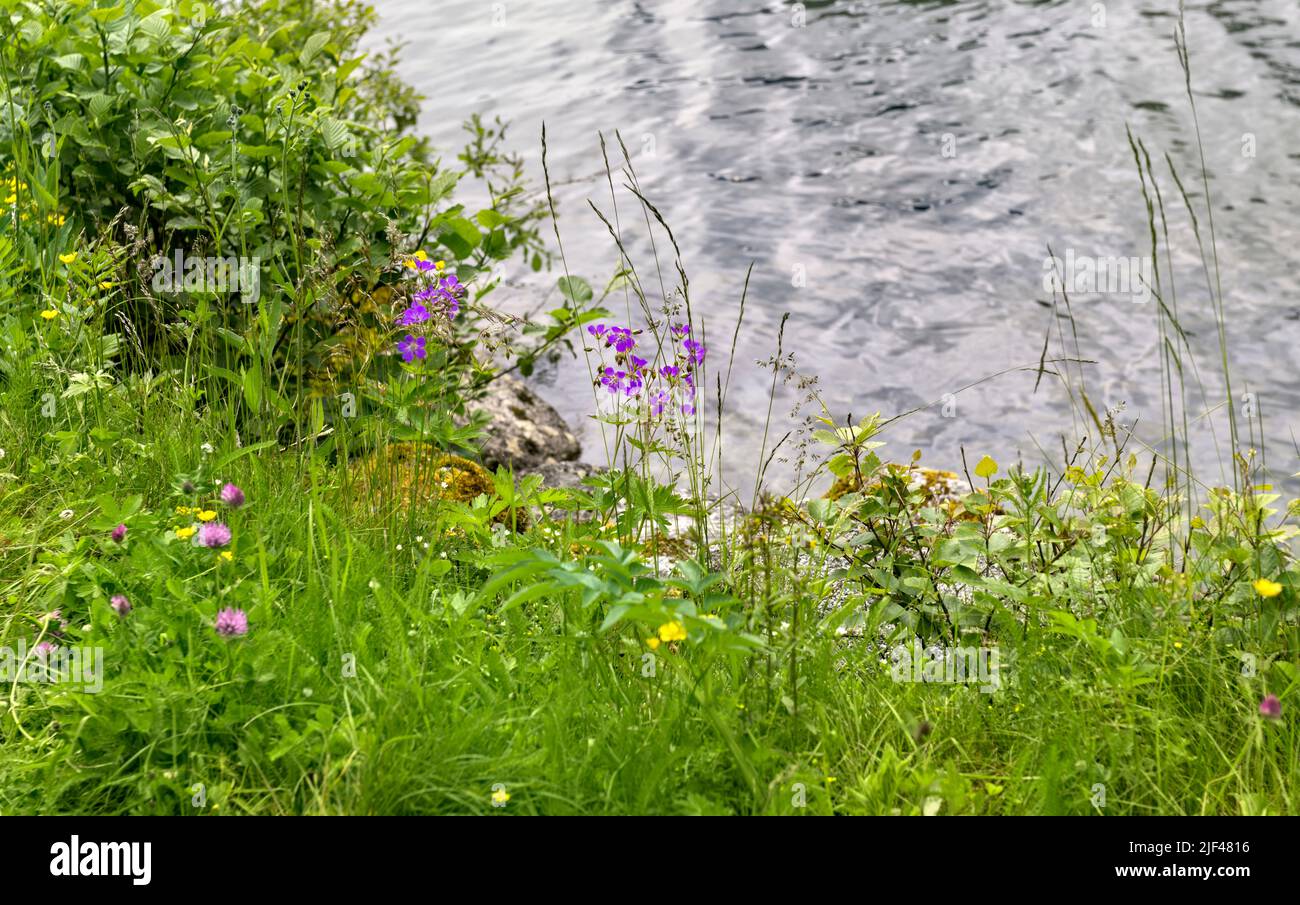 Wildflowers around Floen Lake, Olden Norway Stock Photo - Alamy