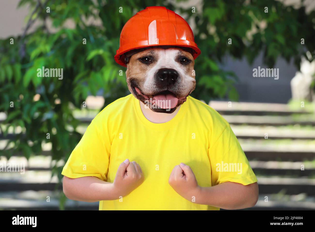 dog breed pit bull terrier in a construction helmet with a human body ...