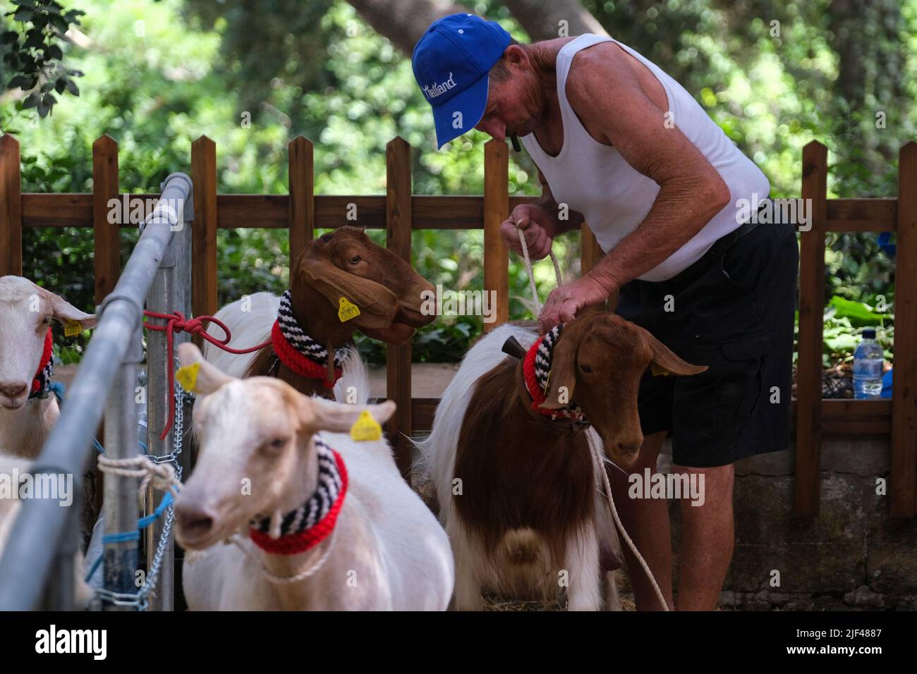 Siggiewi, Malta. 29th June, 2022. A man fastens the rope for a sheep ...