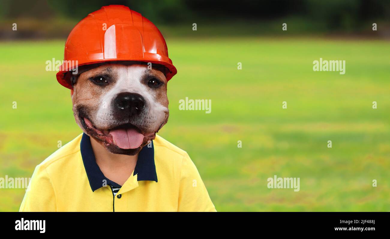 dog breed pit bull terrier in a construction helmet with a human body ...