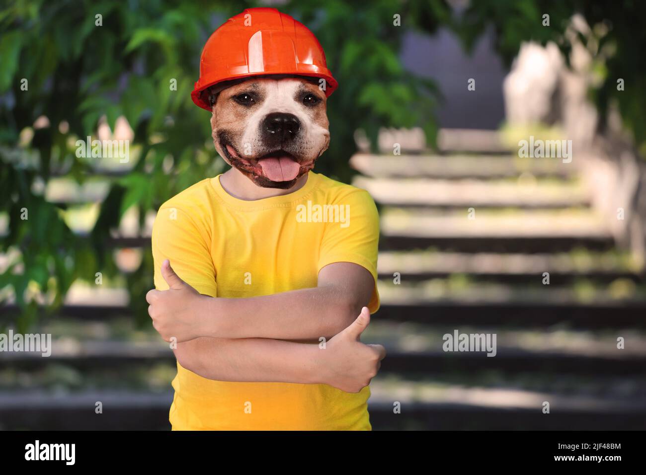 dog breed pit bull terrier in a construction helmet with a human body ...